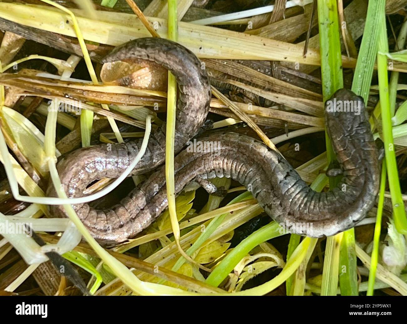 California Slender Salamander (Batrachoseps attenuatus Stock Photo - Alamy