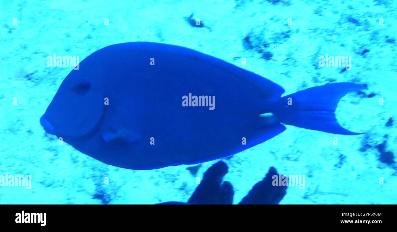 Atlantic Blue Tang (Acanthurus coeruleus Stock Photo - Alamy