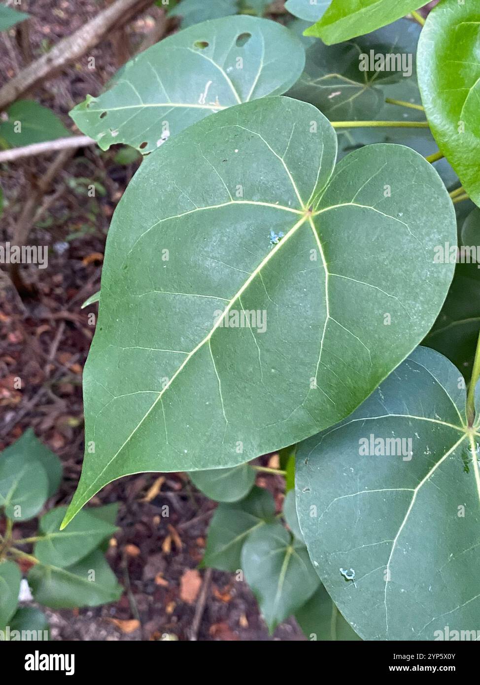 Thespesia populnea portia tree hi-res stock photography and images - Alamy