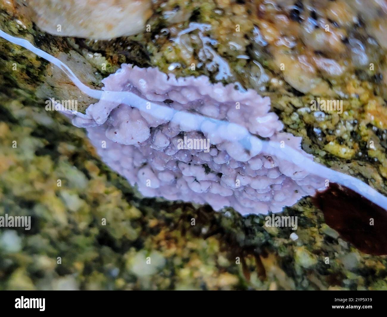 Crustose coralline algae (Lithothamnion Stock Photo - Alamy
