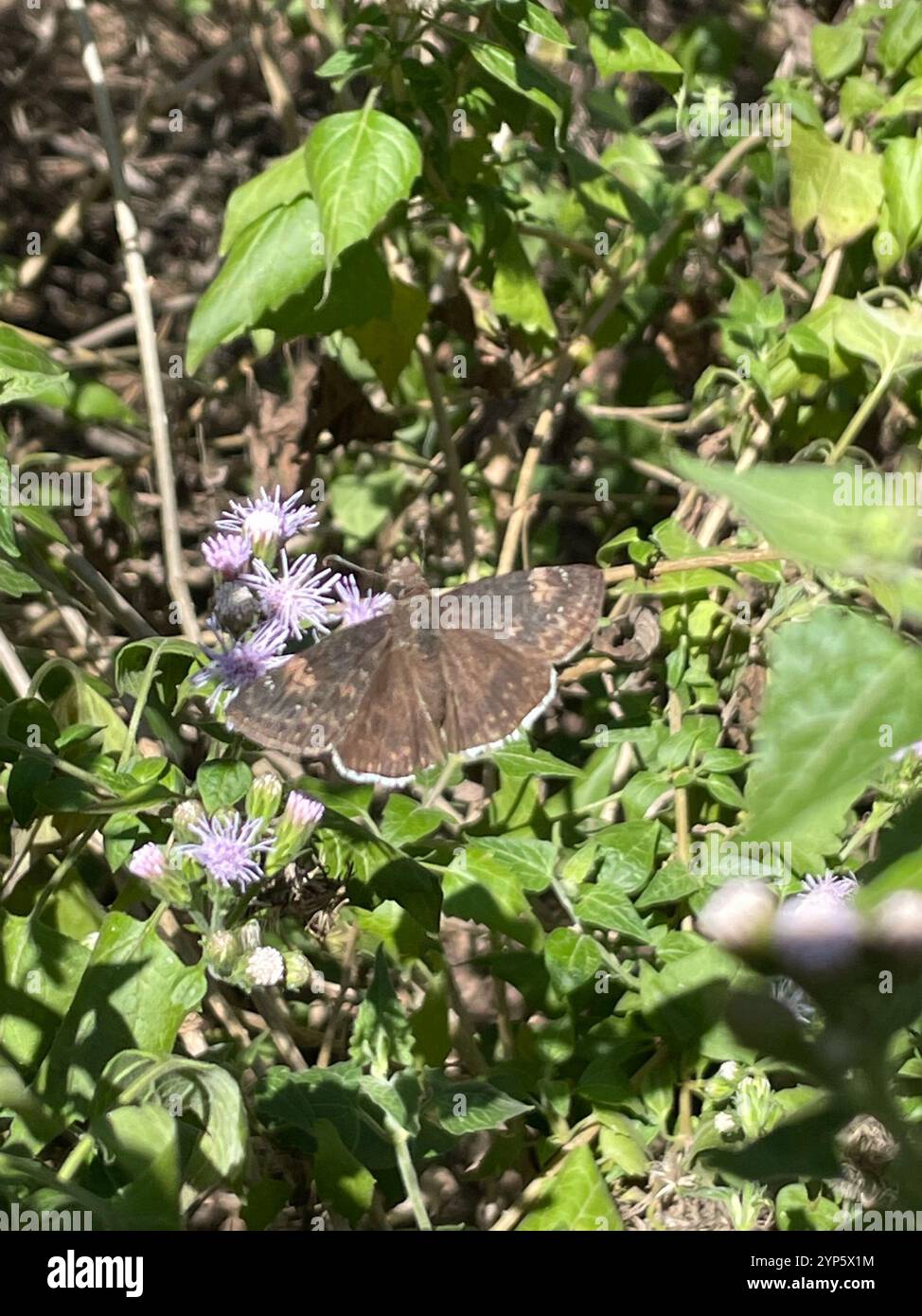 Funereal Duskywing (Erynnis funeralis Stock Photo - Alamy