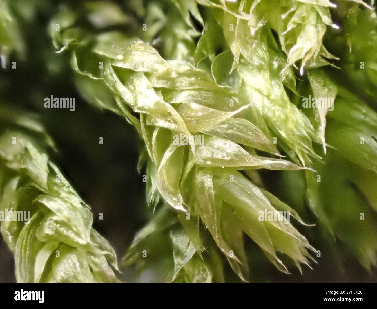 Rough-stalked Feather-moss (Brachythecium rutabulum Stock Photo - Alamy