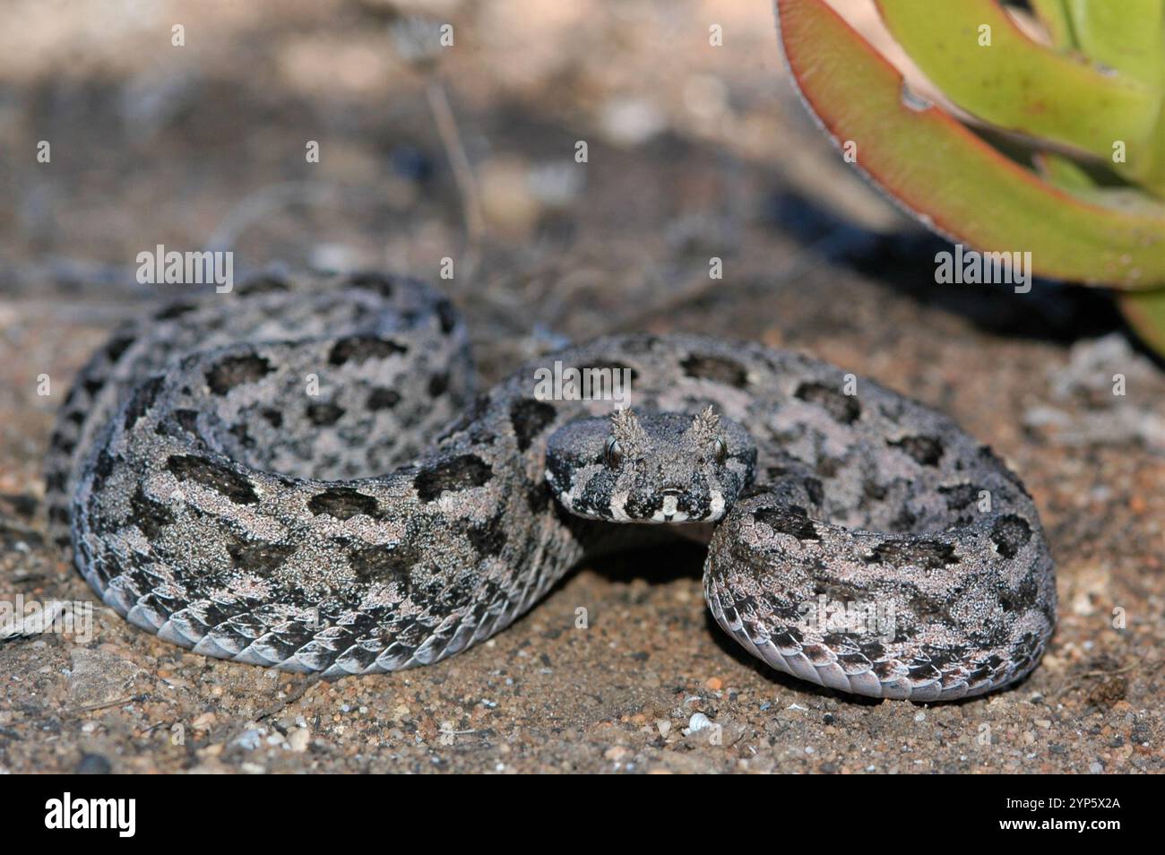 Southern Adder (Bitis armata Stock Photo - Alamy