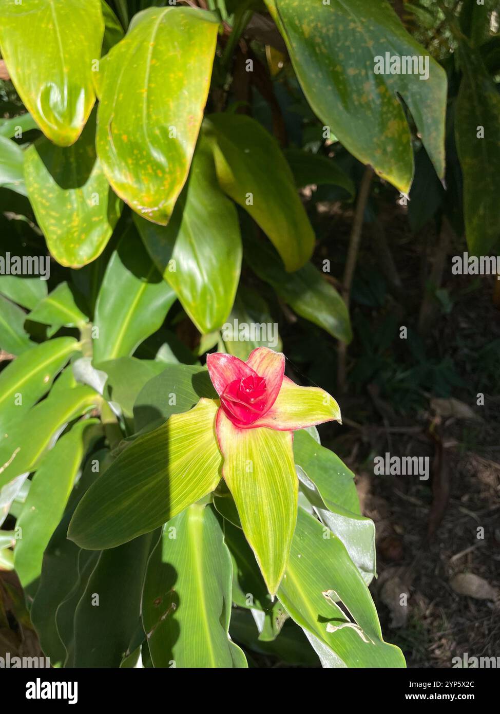 Red Button Ginger (Costus woodsonii Stock Photo - Alamy