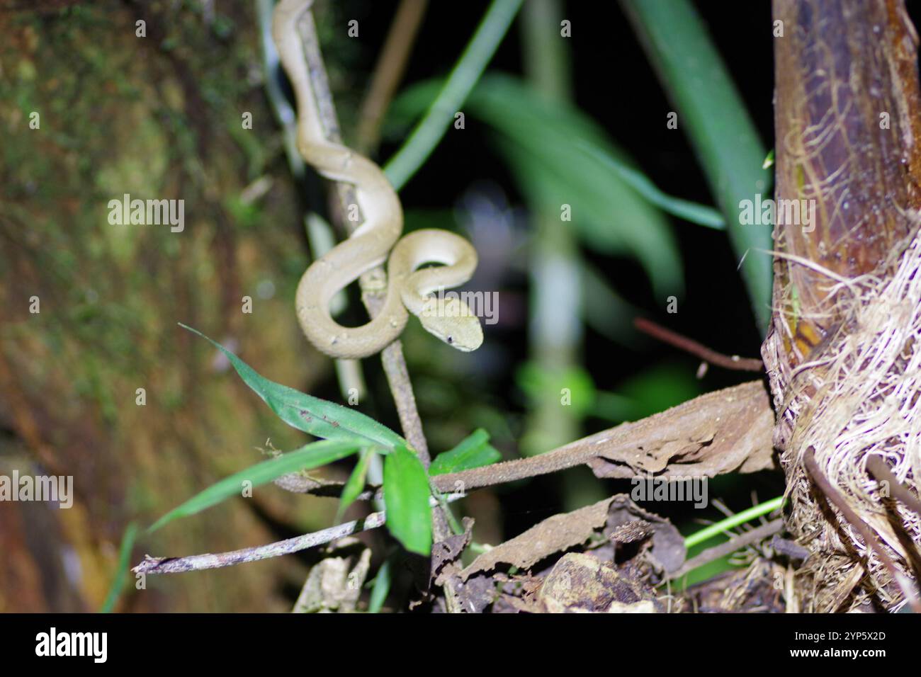 Side-striped palm pit viper (Bothriechis lateralis Stock Photo - Alamy