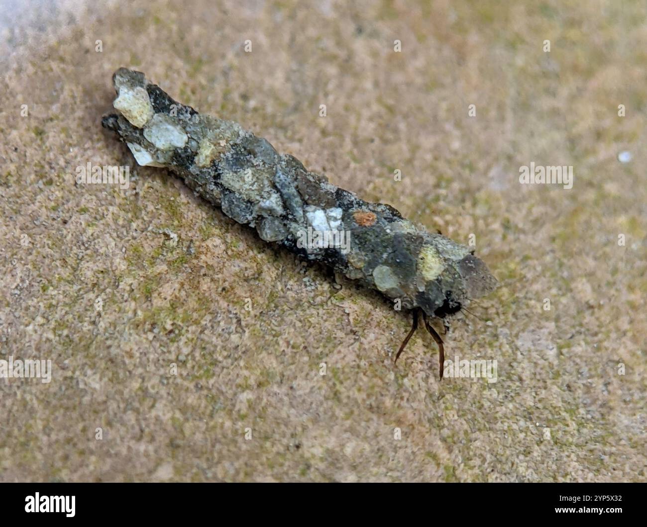 Northern Caddisflies (Limnephilidae Stock Photo - Alamy