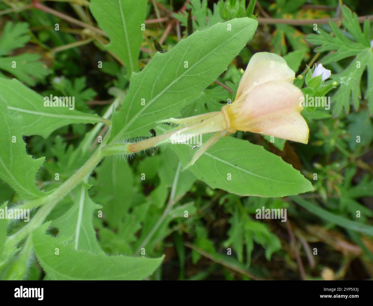 cutleaf evening primrose (Oenothera laciniata Stock Photo - Alamy
