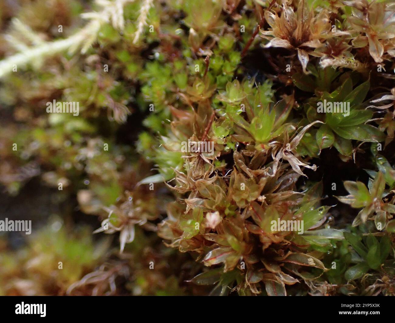 Capillary Thread-moss (Ptychostomum capillare Stock Photo - Alamy