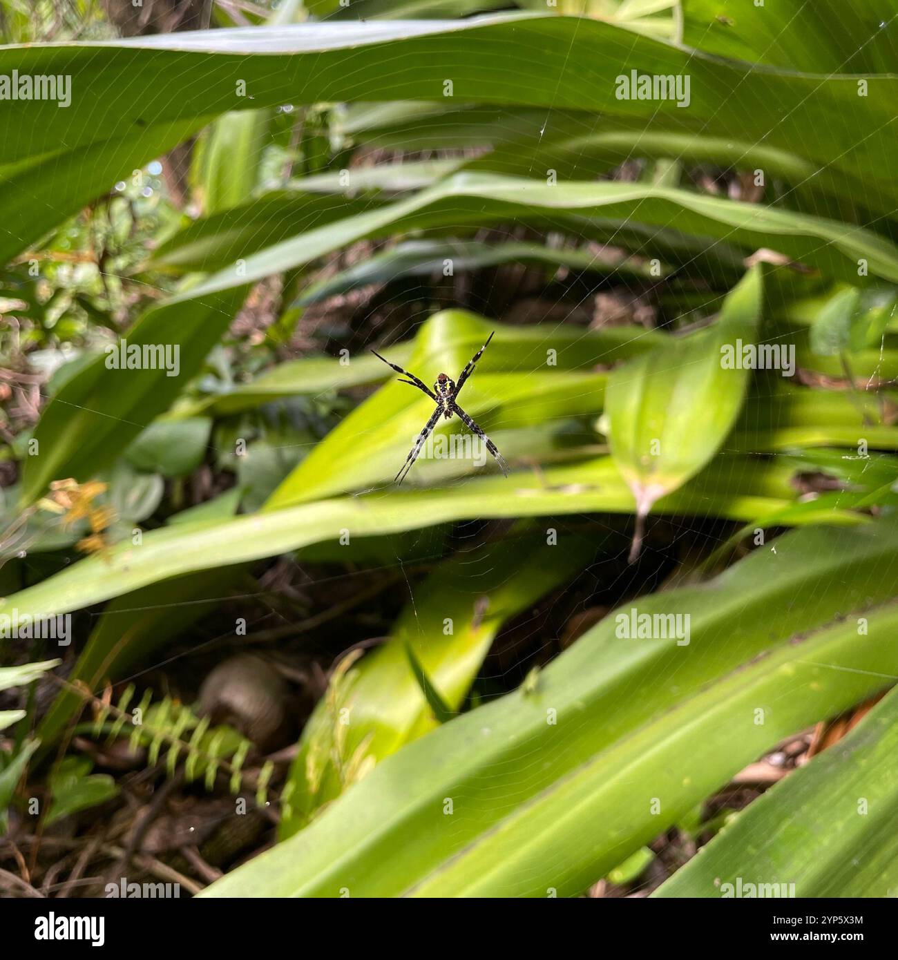 Hawaiian Garden Spider (Argiope appensa Stock Photo - Alamy