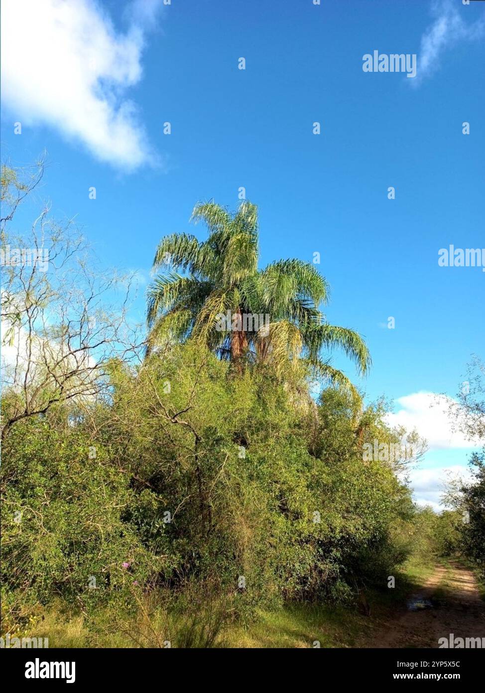 Queen palm (Syagrus romanzoffiana Stock Photo - Alamy