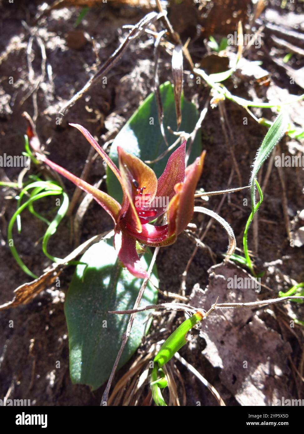 three-horned bird orchid (Chiloglottis triceratops Stock Photo - Alamy