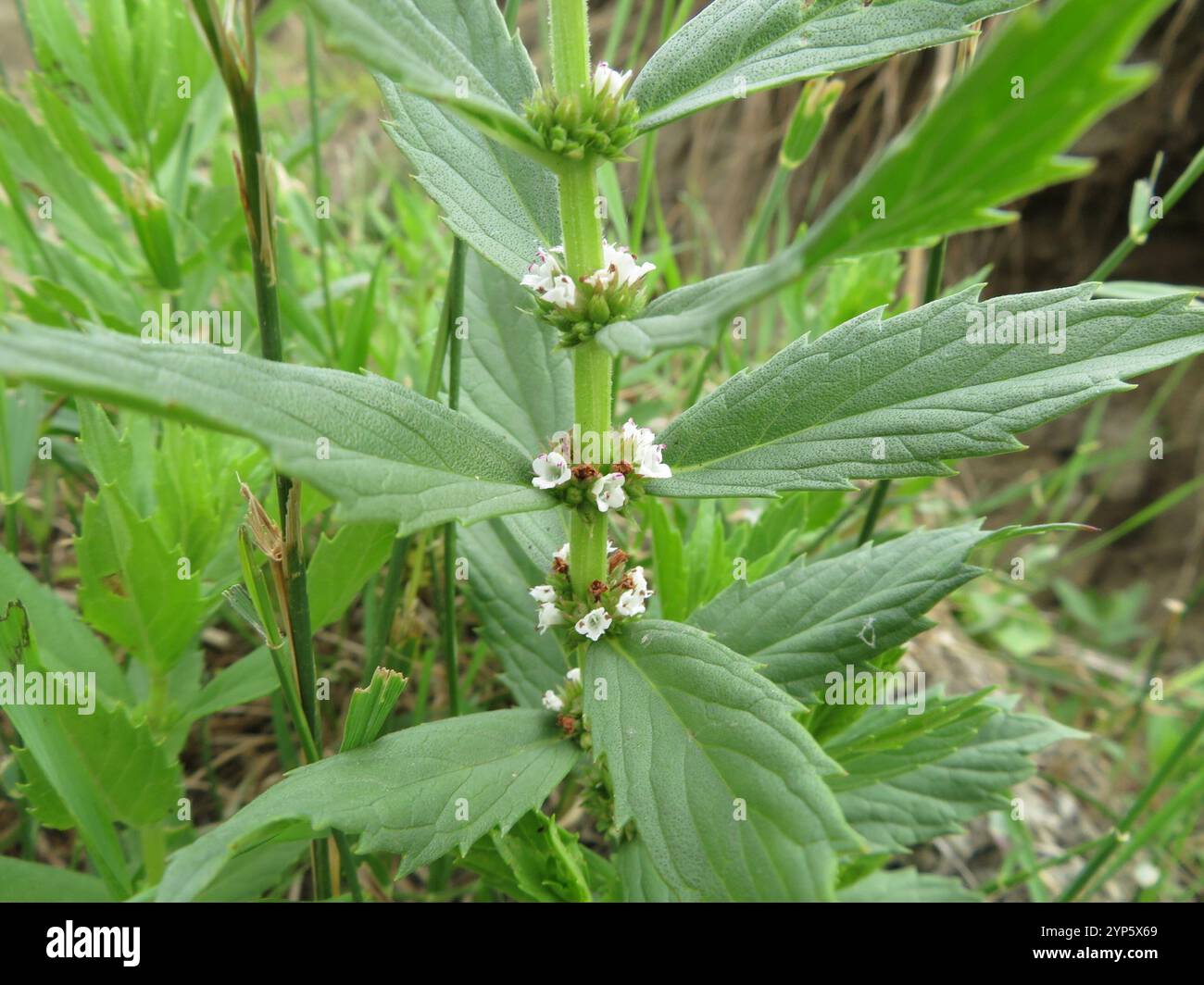 Rough Bugleweed (Lycopus asper Stock Photo - Alamy