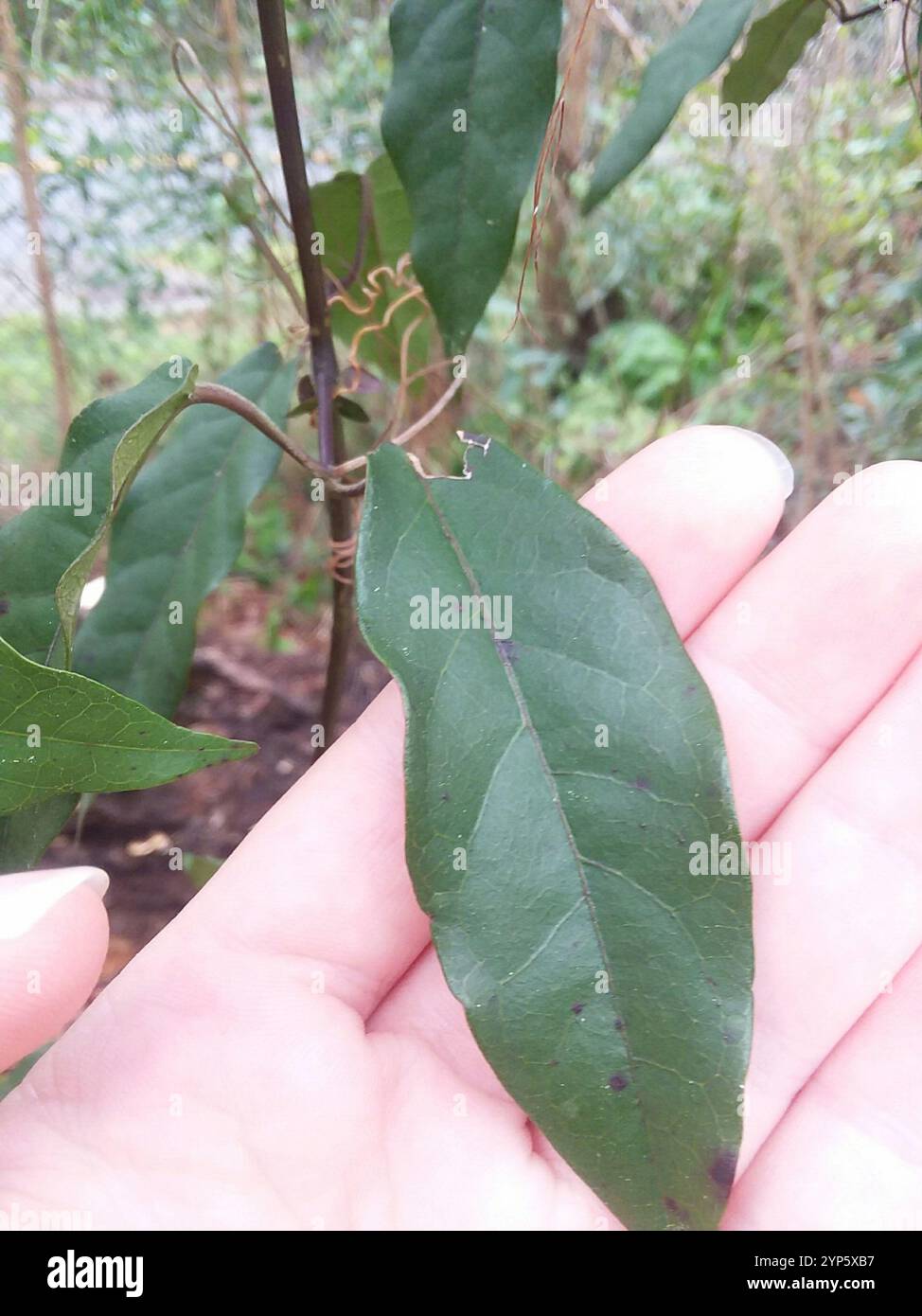 cross vine (Bignonia capreolata Stock Photo - Alamy