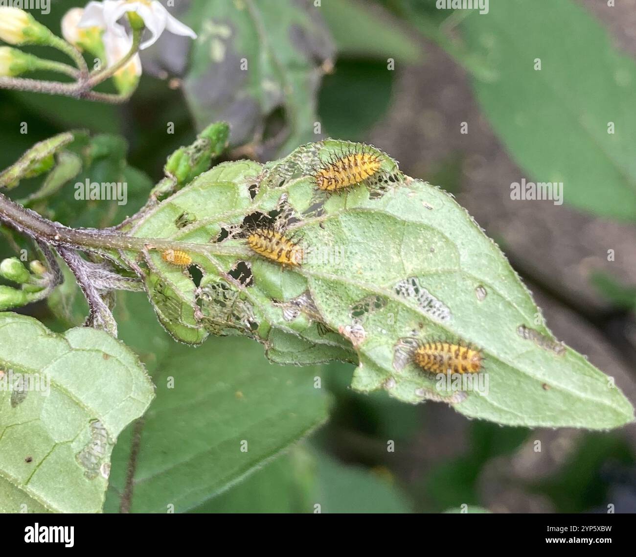 Vigintioctopunctata hi-res stock photography and images - Alamy