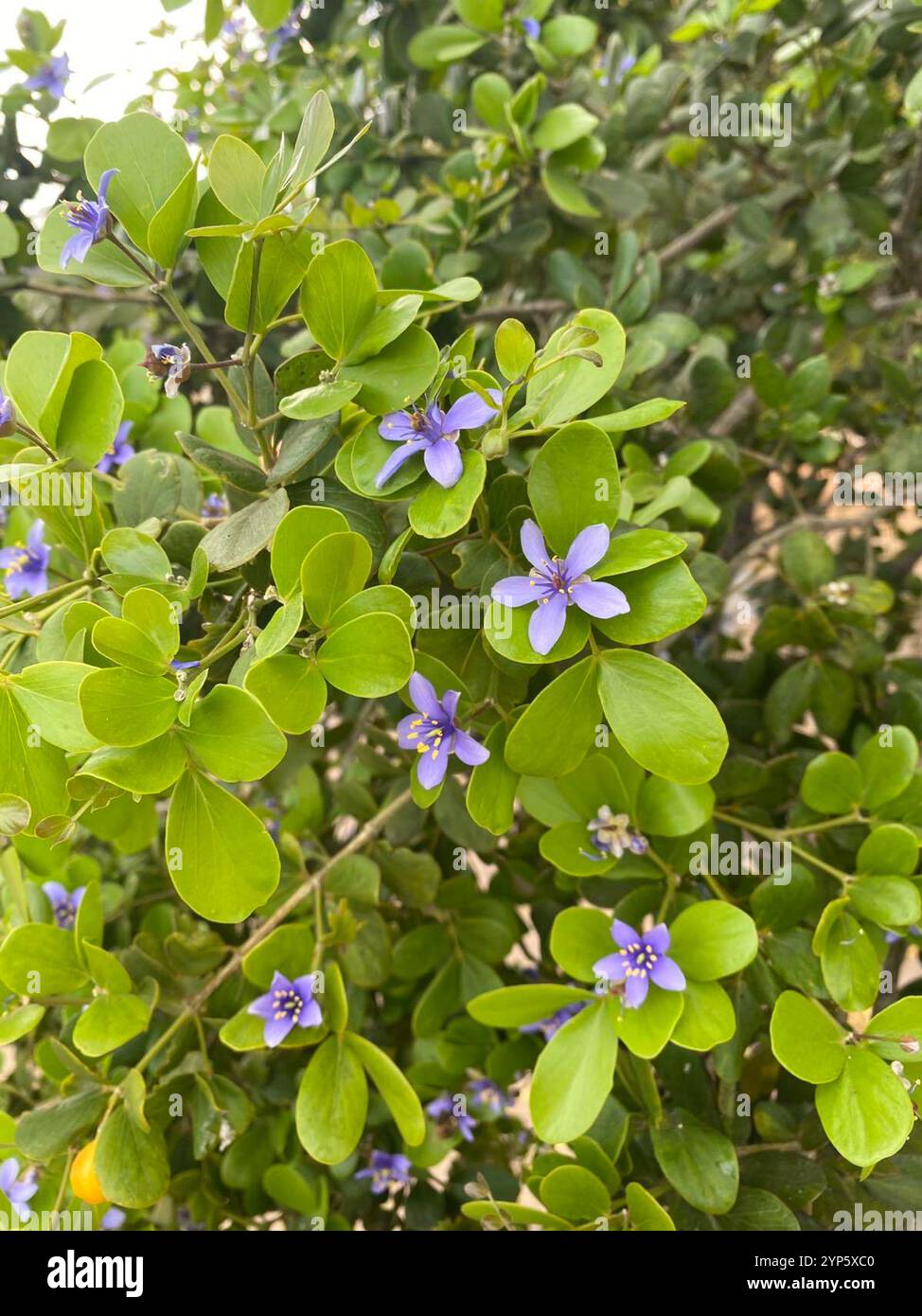 Lignum-vitae (Guaiacum sanctum Stock Photo - Alamy