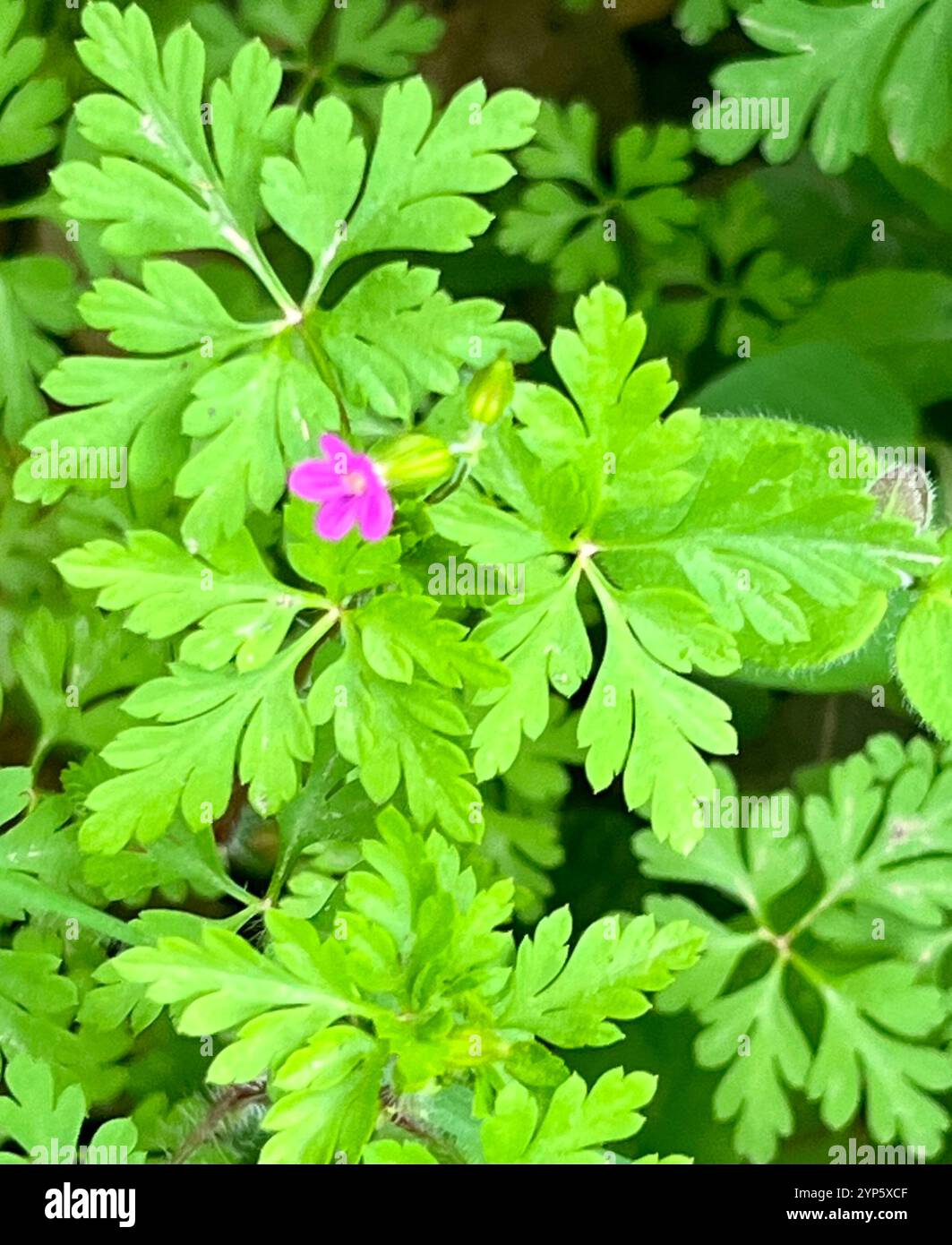 Little-Robin (Geranium purpureum Stock Photo - Alamy