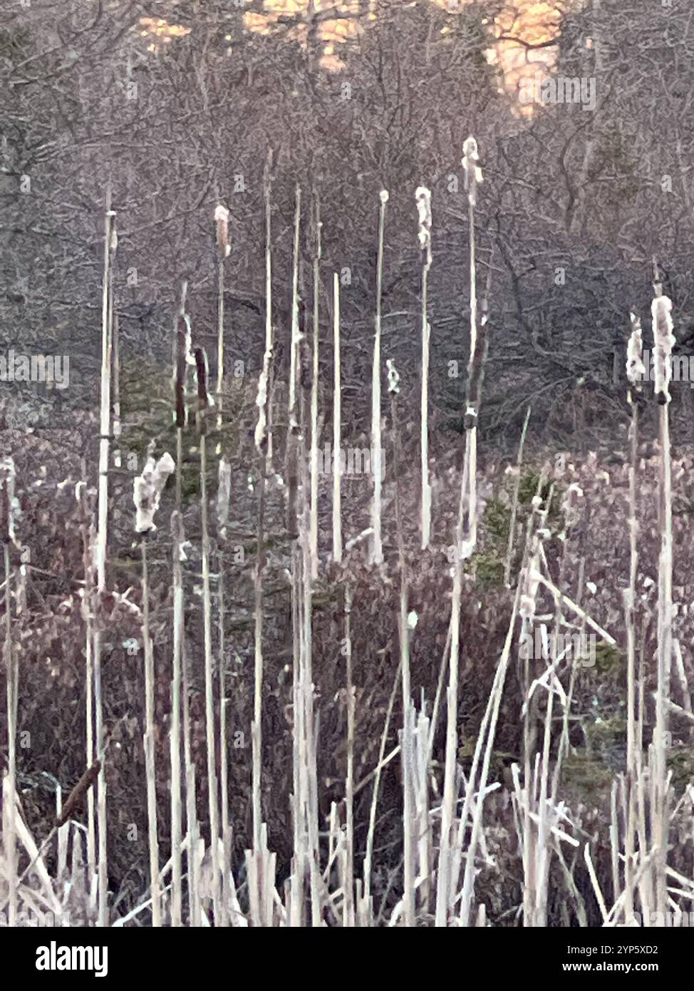 narrow-leaved cattail (Typha angustifolia Stock Photo - Alamy