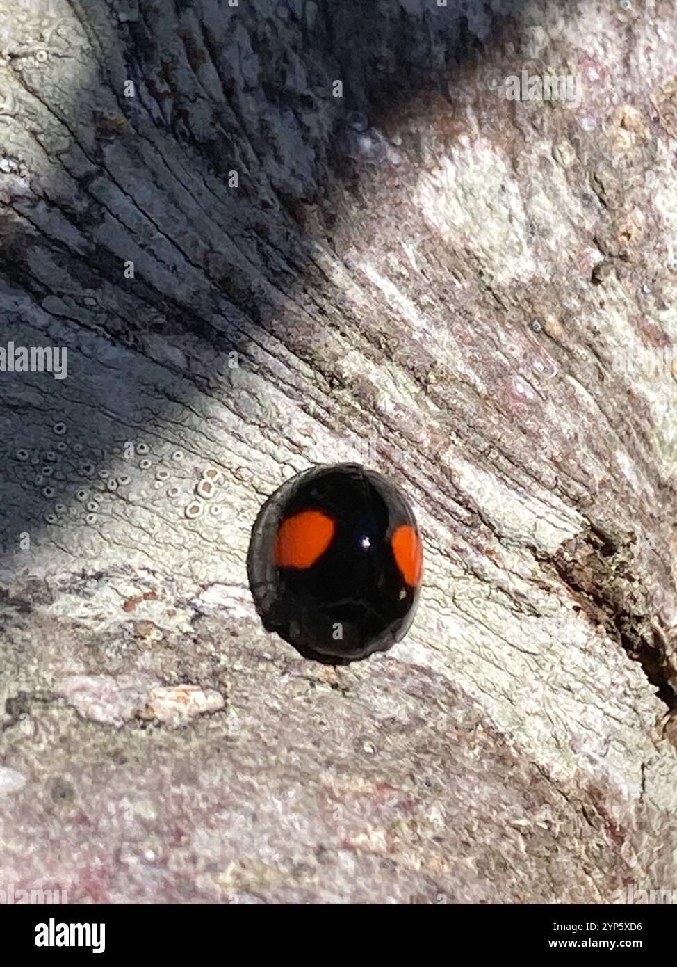 Twice-stabbed Lady Beetles (Chilocorus Stock Photo - Alamy