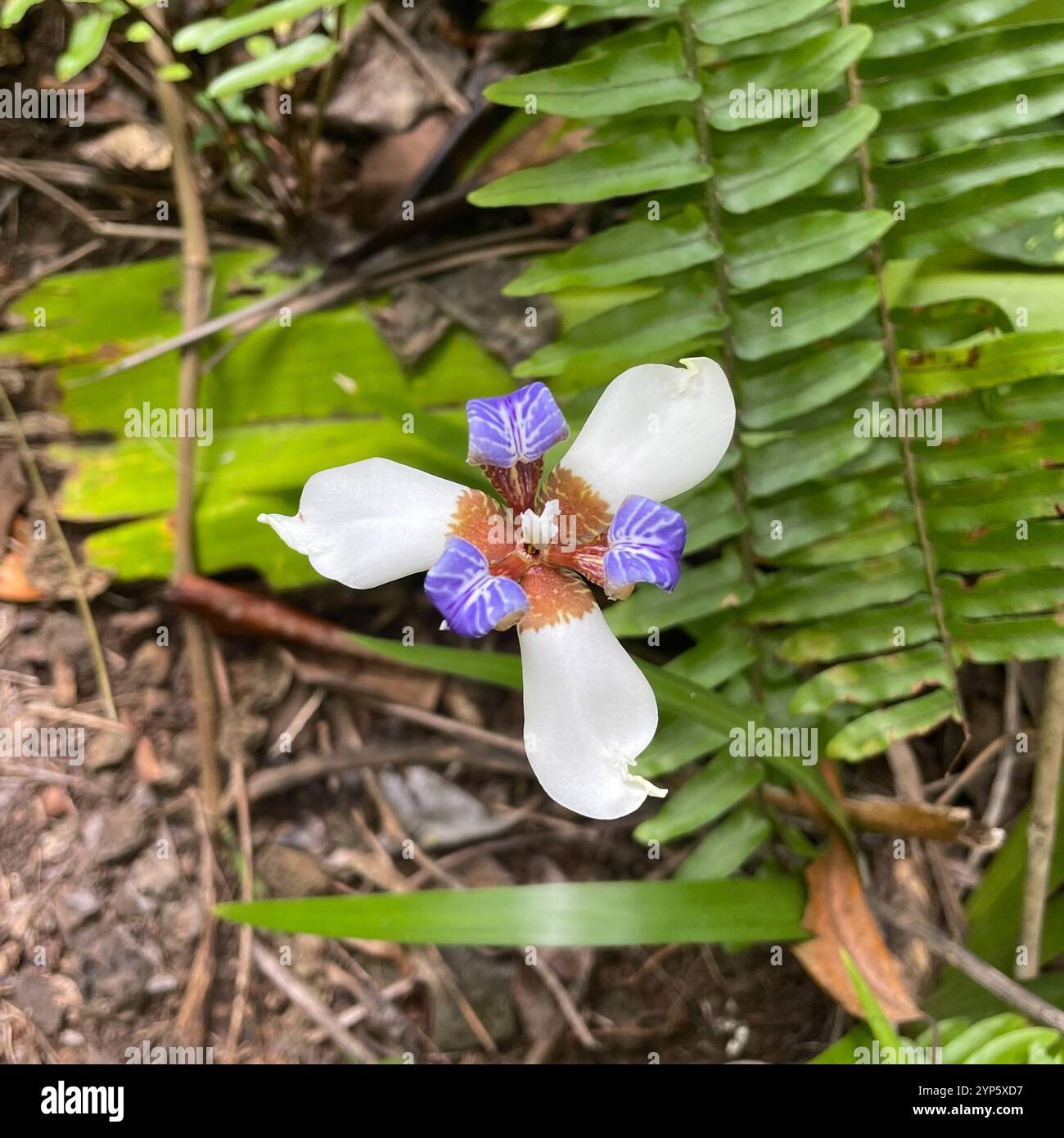Trimezia gracilis hi-res stock photography and images - Alamy