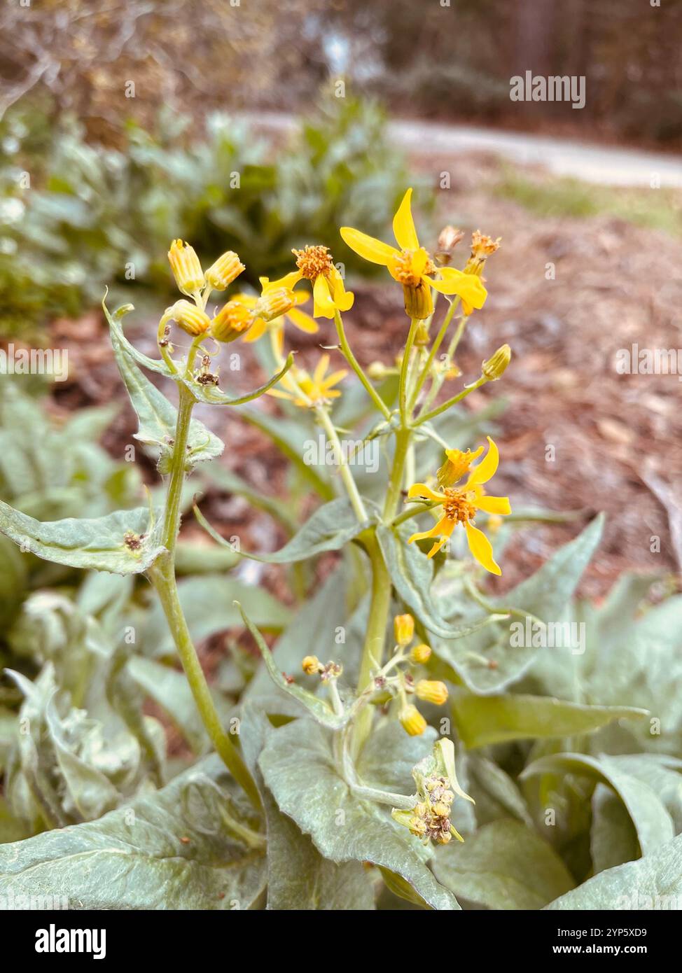 Texas ragwort (Senecio ampullaceus Stock Photo - Alamy