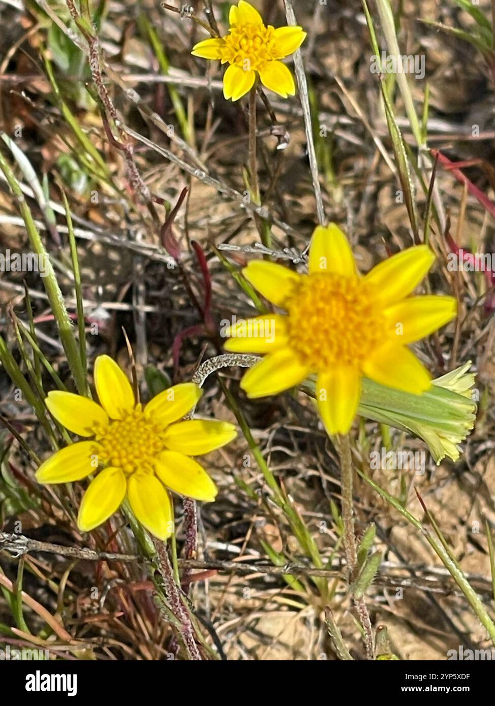 California goldfields (Lasthenia californica Stock Photo - Alamy