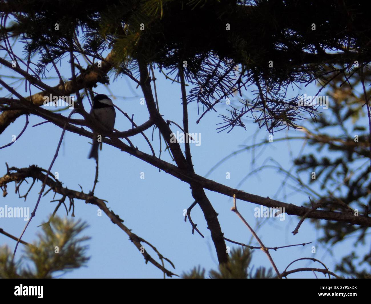 Coal Tit (Periparus ater Stock Photo - Alamy