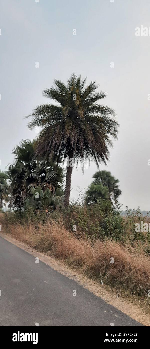 Borassus flabellifer asian palmyra palm hi-res stock photography and ...