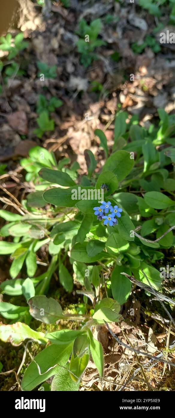 Wood Forget-me-not (Myosotis sylvatica Stock Photo - Alamy