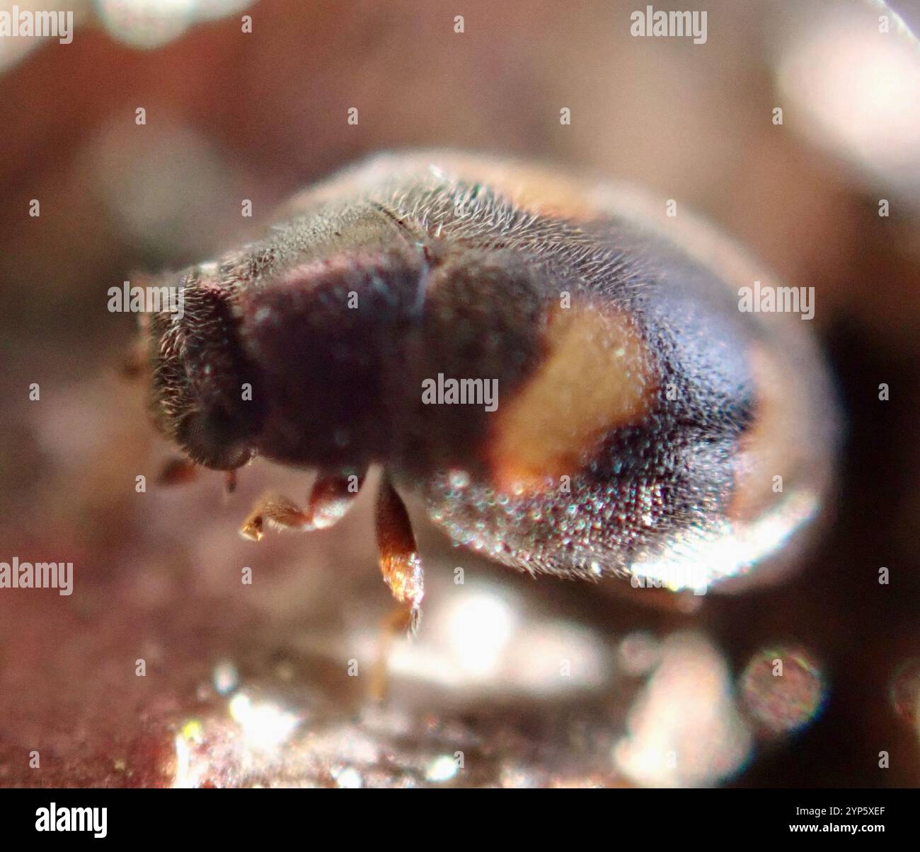 Four-spotted Nephus (Nephus quadrimaculatus Stock Photo - Alamy