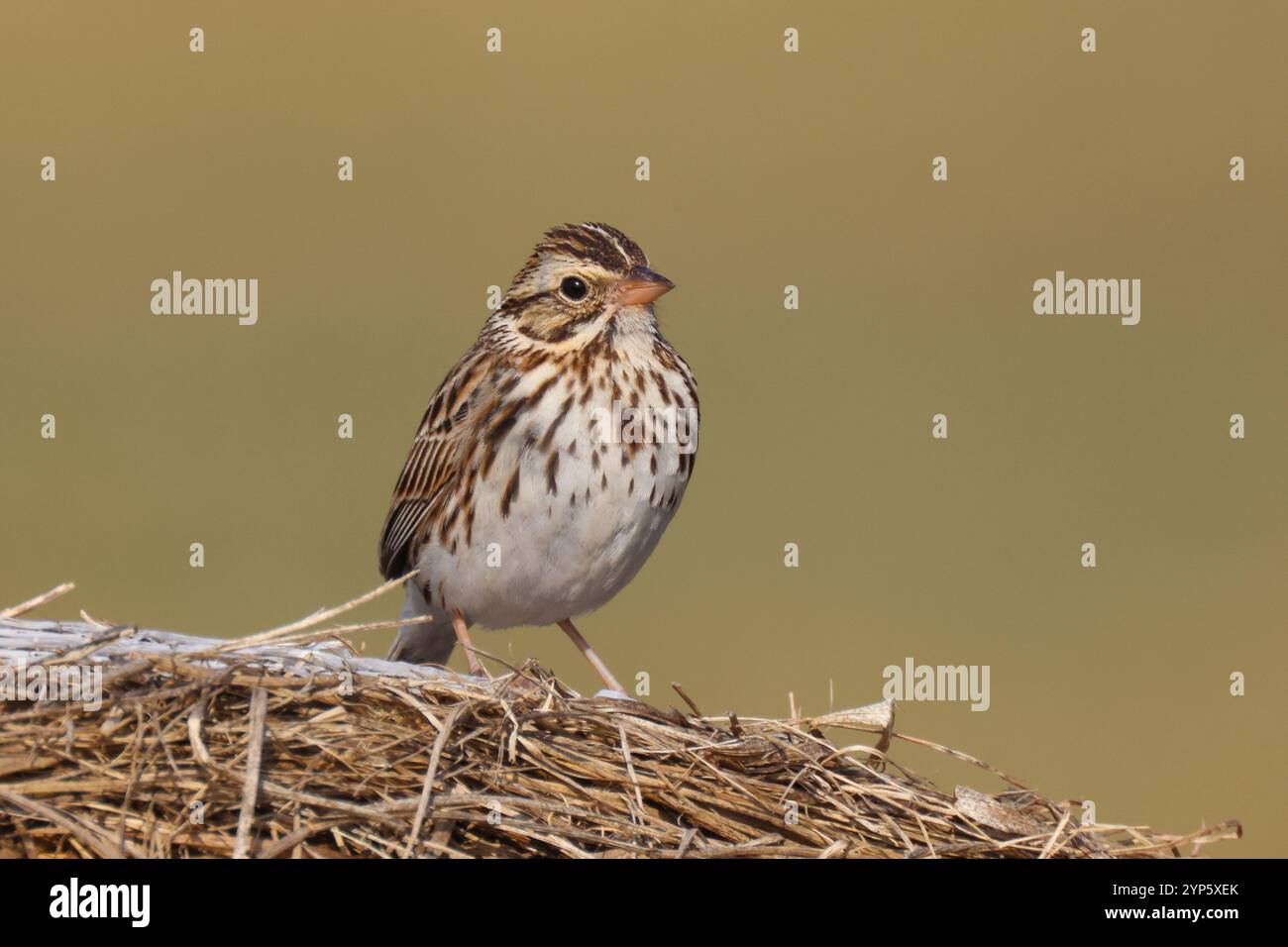 Savannah Sparrow (Passerculus sandwichensis Stock Photo - Alamy