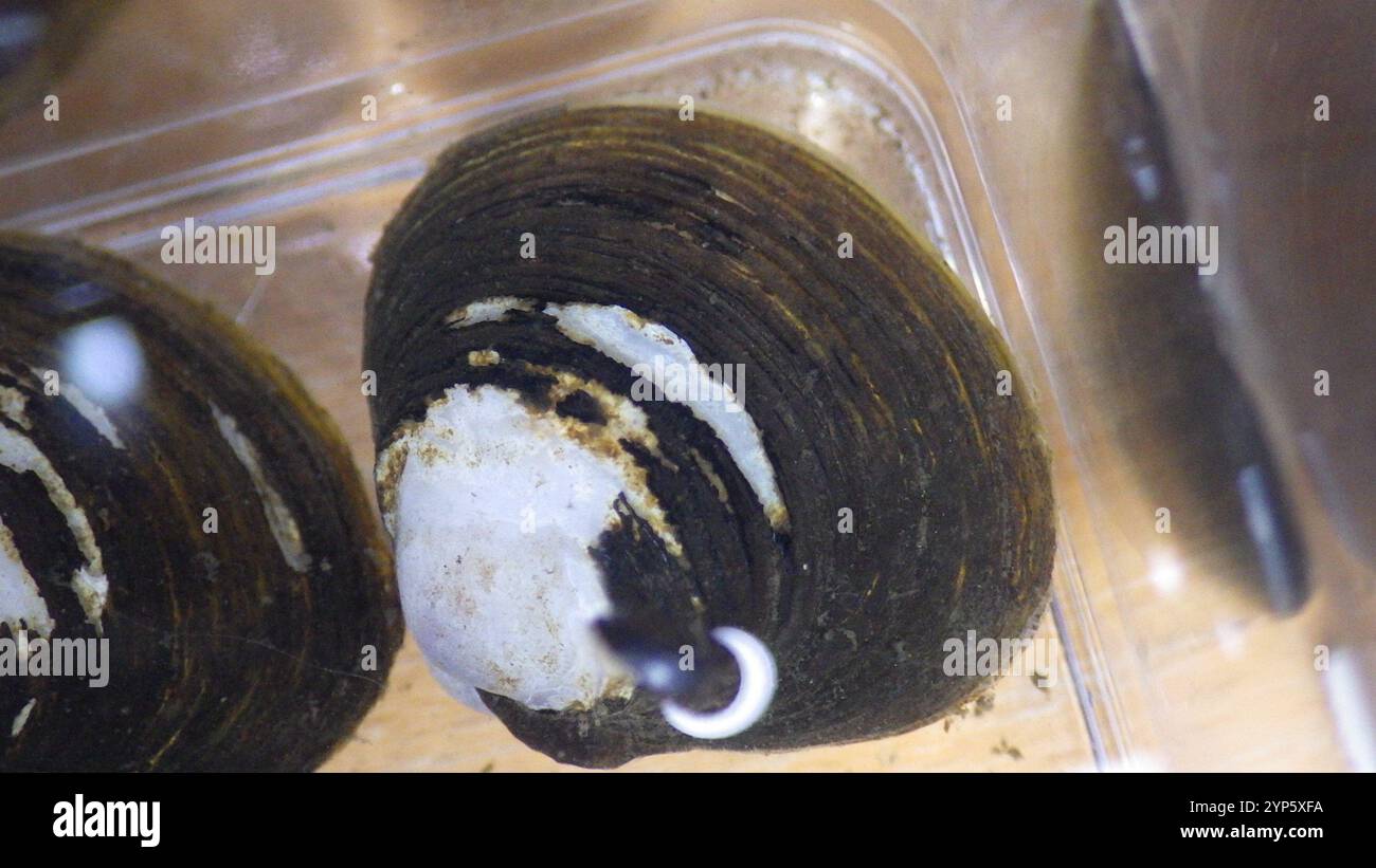 Asian Clam (Corbicula fluminea Stock Photo - Alamy