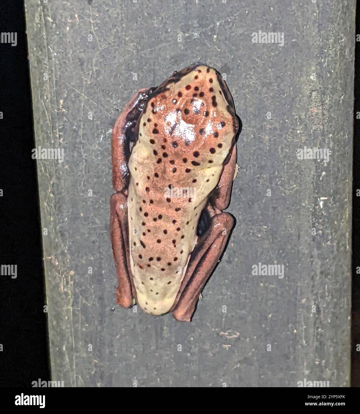 Map Tree Frog (Boana geographica Stock Photo - Alamy