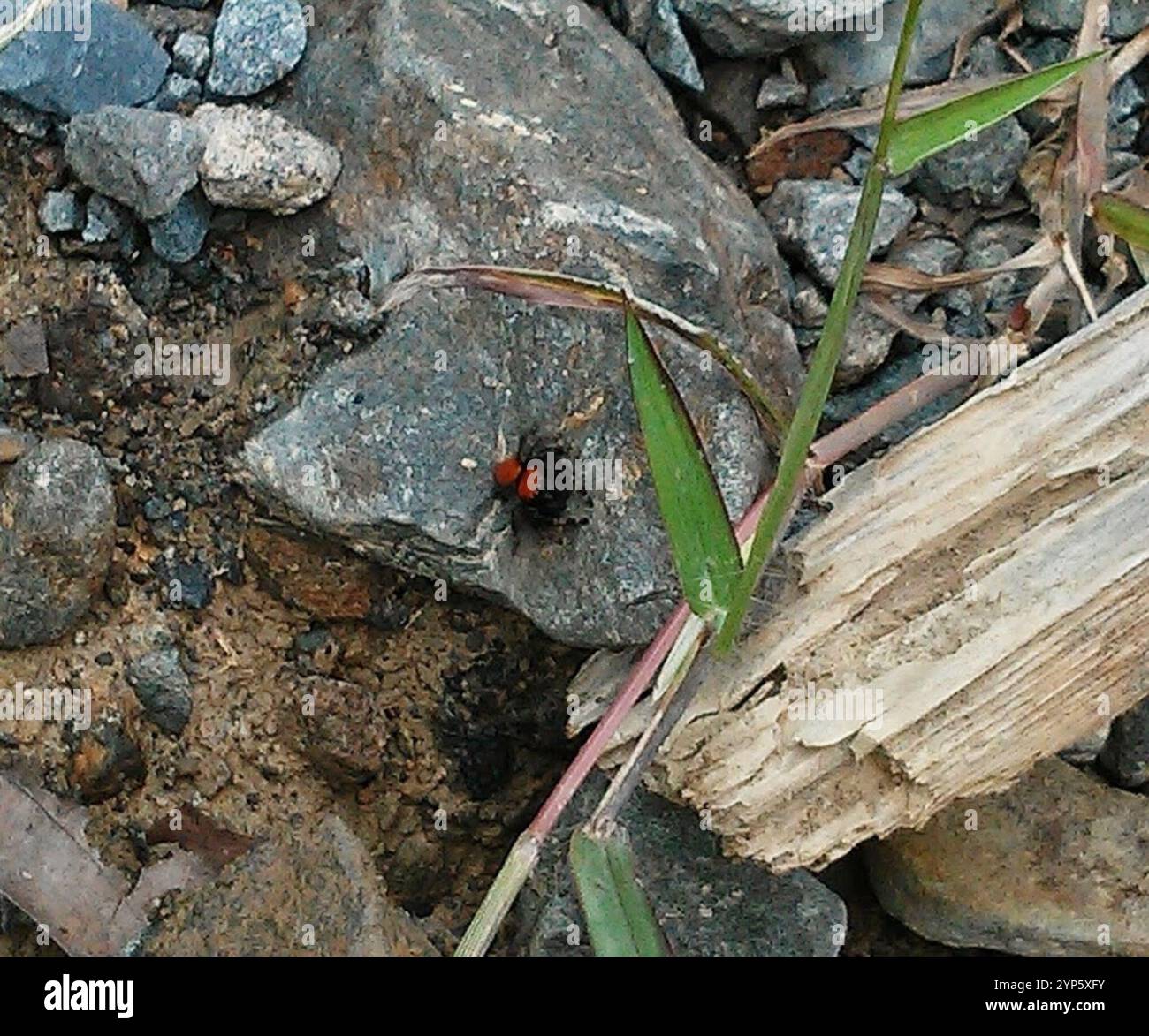 Cardinal Jumping Spider (Phidippus cardinalis Stock Photo - Alamy