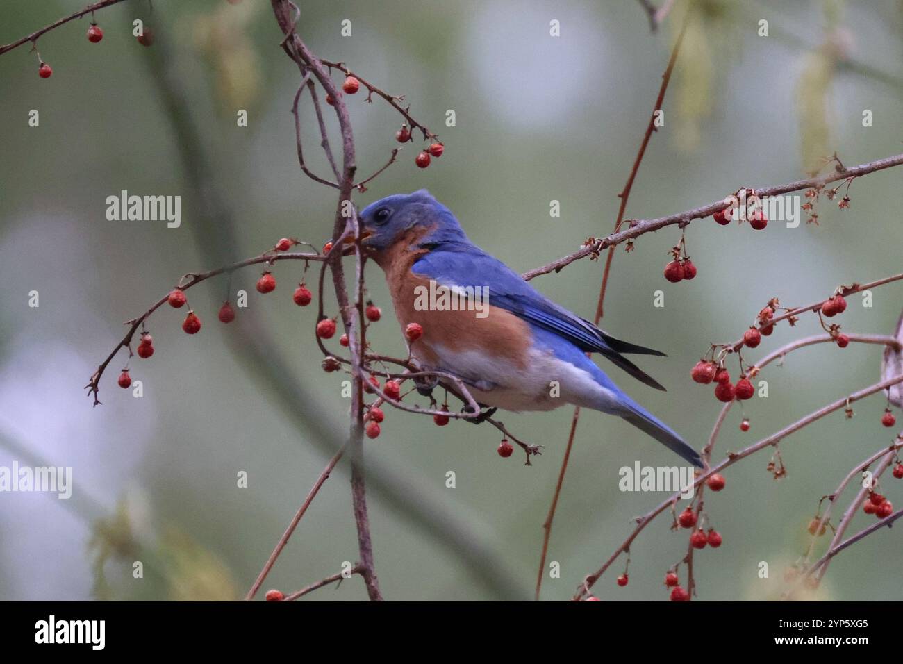 Eastern Bluebird (Sialia sialis Stock Photo - Alamy