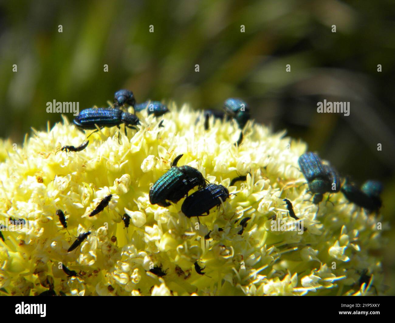 Groovewing Flower Beetles (Melyris Stock Photo - Alamy
