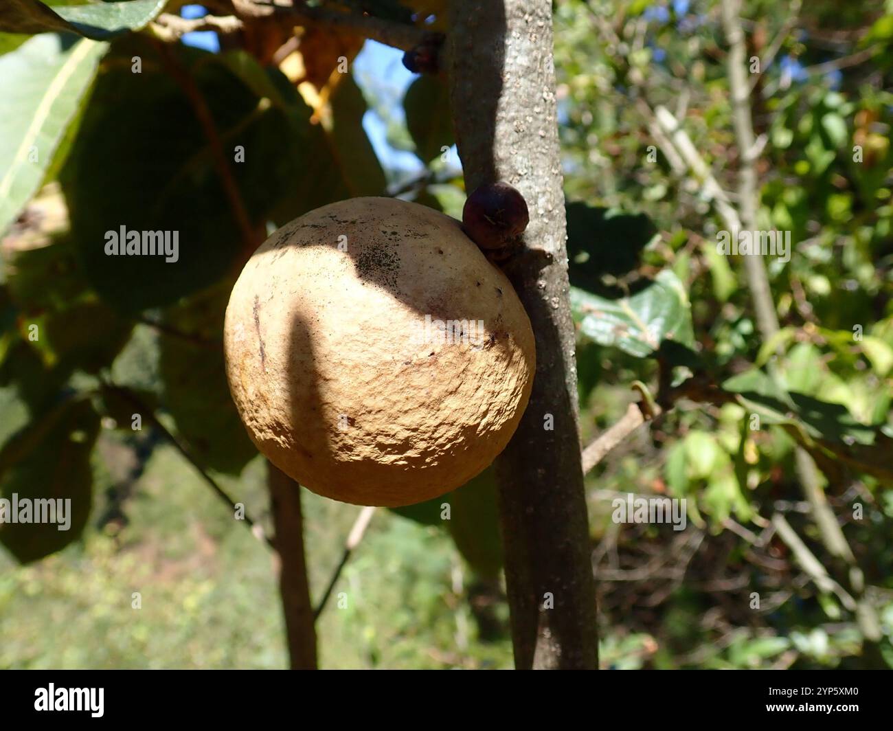 netleaf oak (Quercus rugosa Stock Photo - Alamy