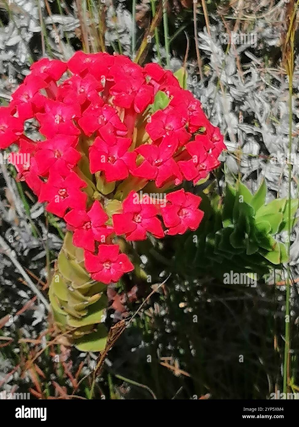 Rochea (Crassula coccinea Stock Photo - Alamy