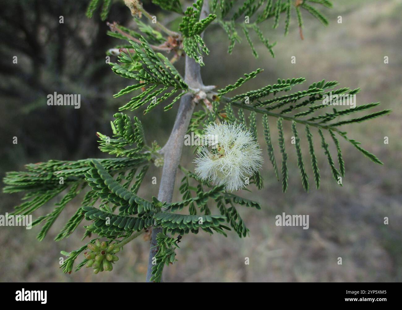 thorn trees (Vachellia Stock Photo - Alamy