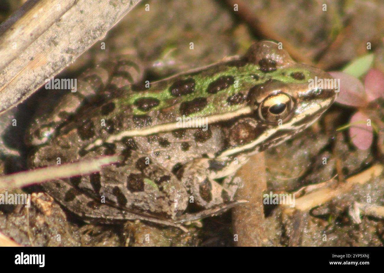 Southern Leopard Frog (Lithobates sphenocephalus Stock Photo - Alamy
