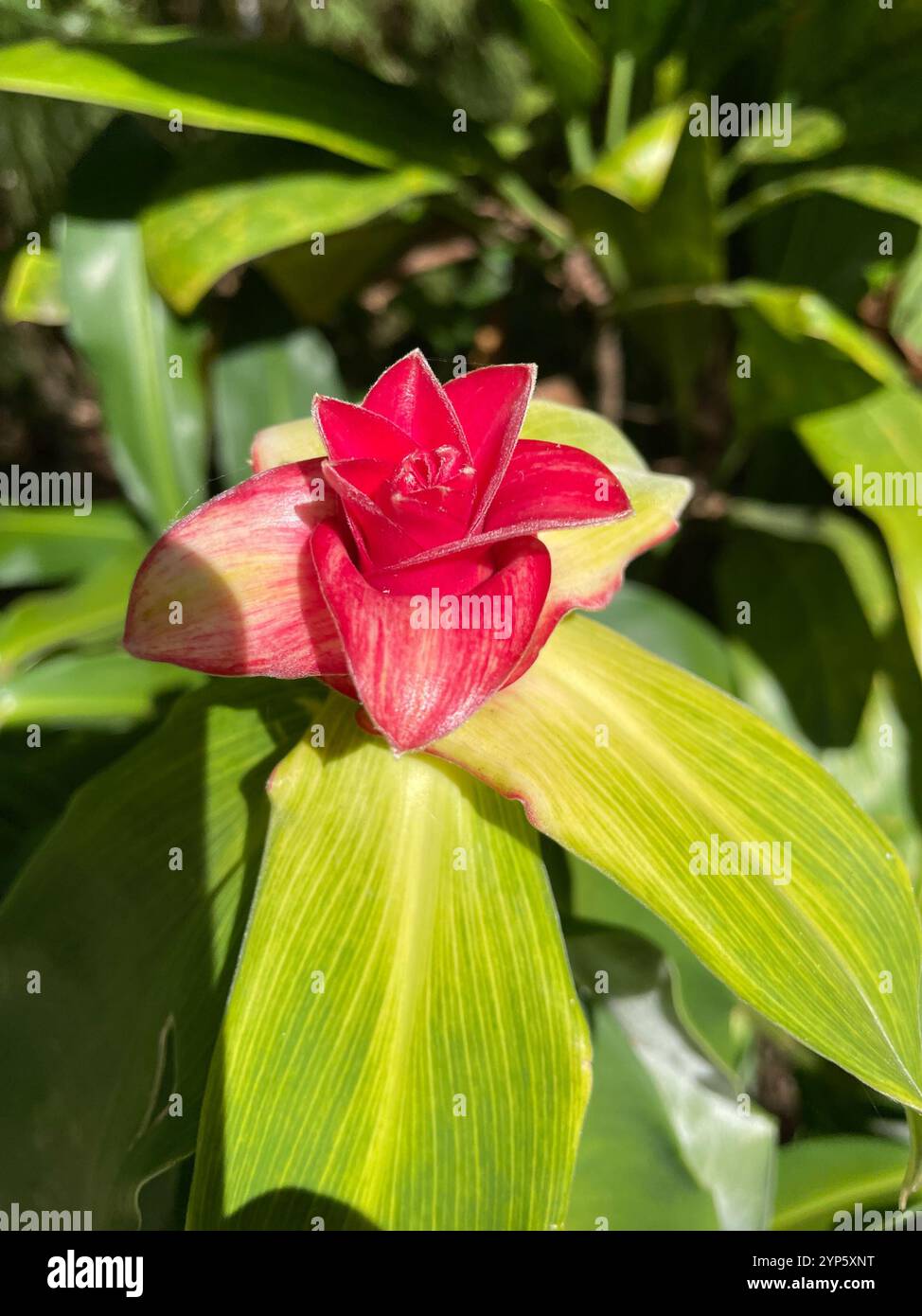 Red Button Ginger (Costus woodsonii Stock Photo - Alamy