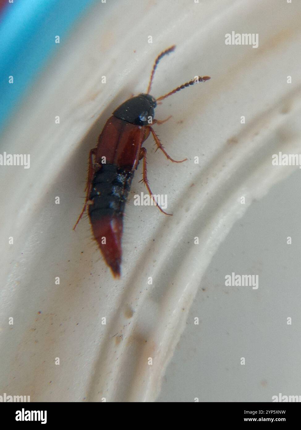 Rove Beetles (Staphylinidae Stock Photo - Alamy