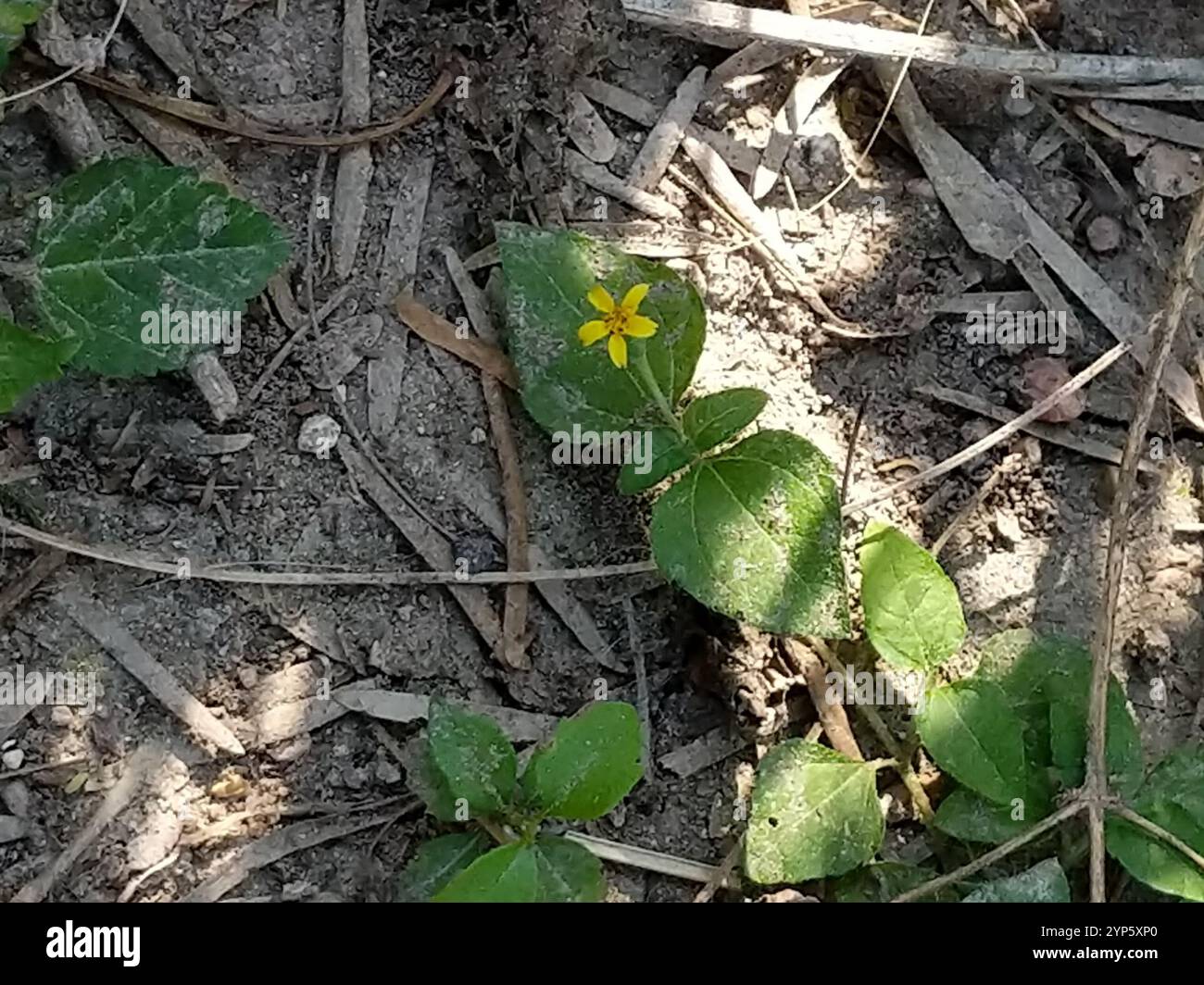 straggler daisy (Calyptocarpus vialis Stock Photo - Alamy