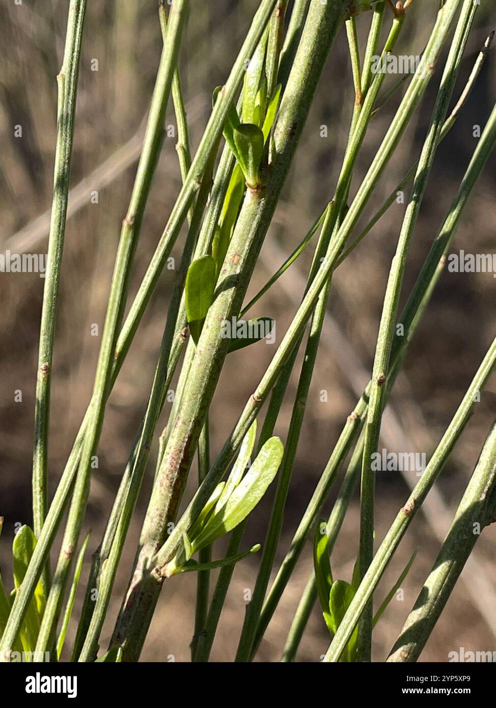 Poverty Weed (Baccharis neglecta Stock Photo - Alamy