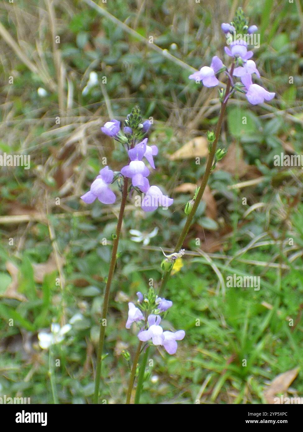 blue toadflax (Nuttallanthus canadensis Stock Photo - Alamy