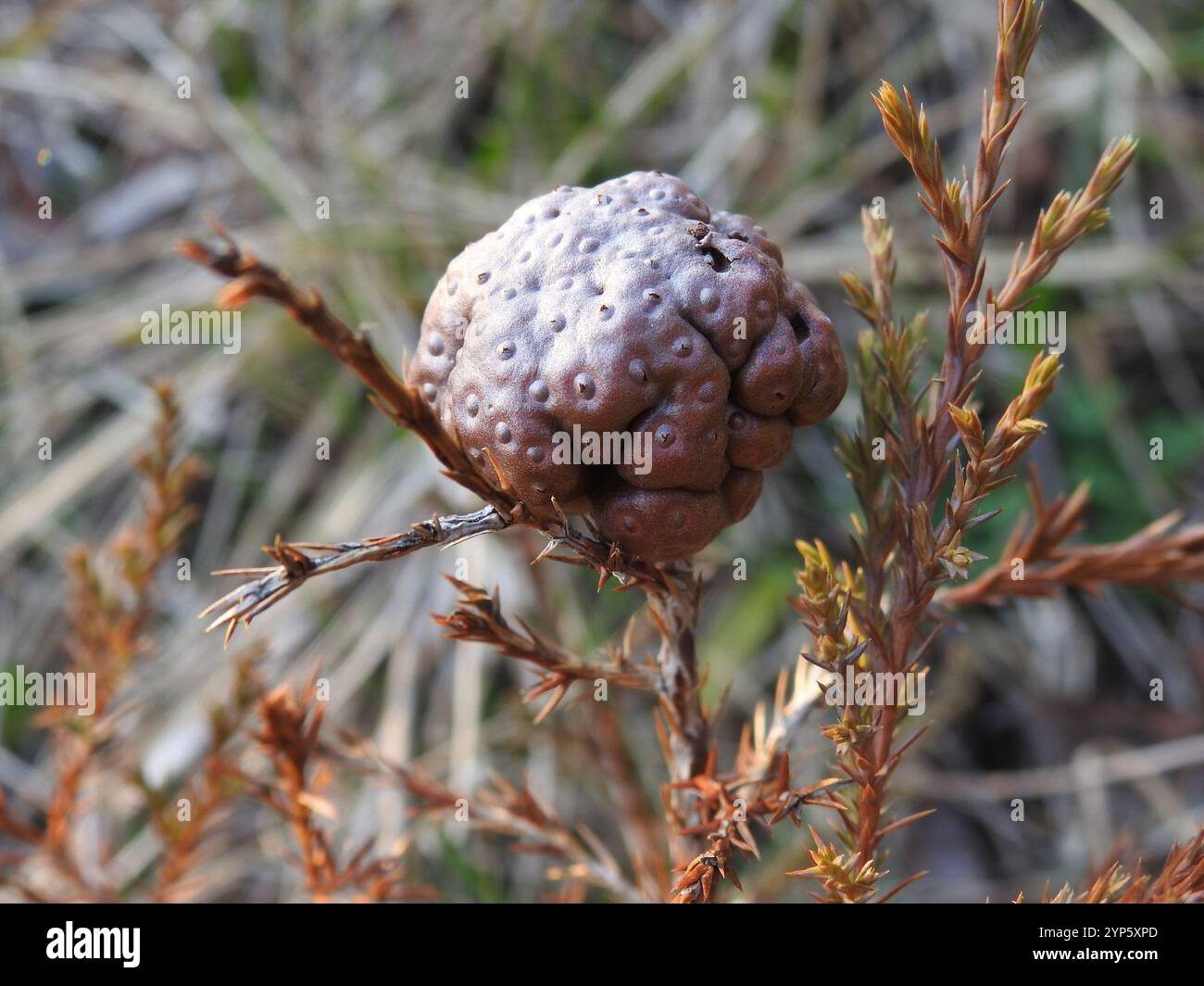 Cedar-apple rust (Gymnosporangium juniperi-virginianae Stock Photo - Alamy