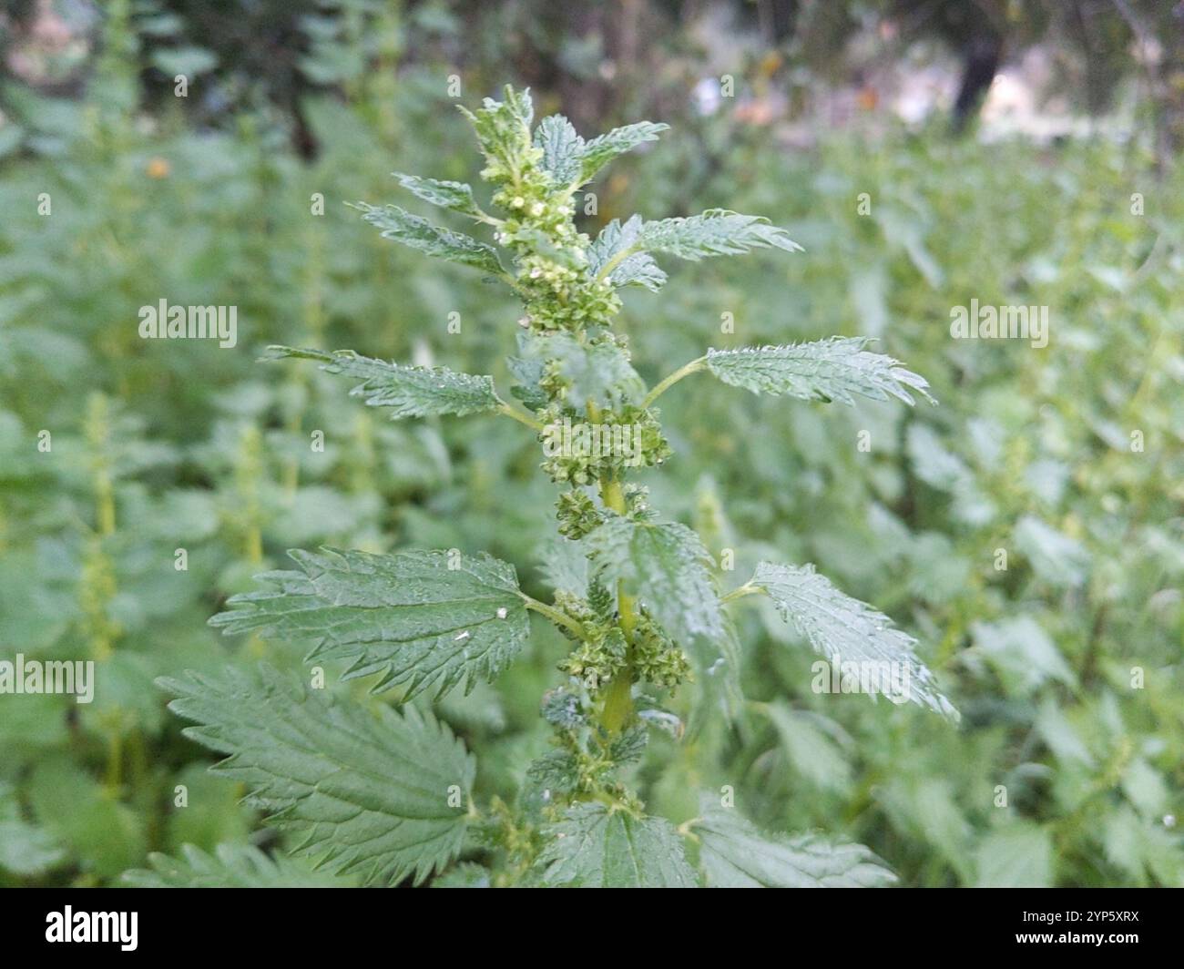 Dwarf Nettle (Urtica urens Stock Photo - Alamy