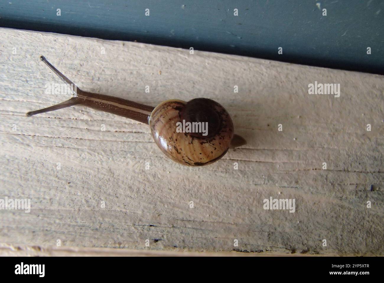 Common Southern Carnivorous Snail (Austrorhytida capillacea Stock Photo ...