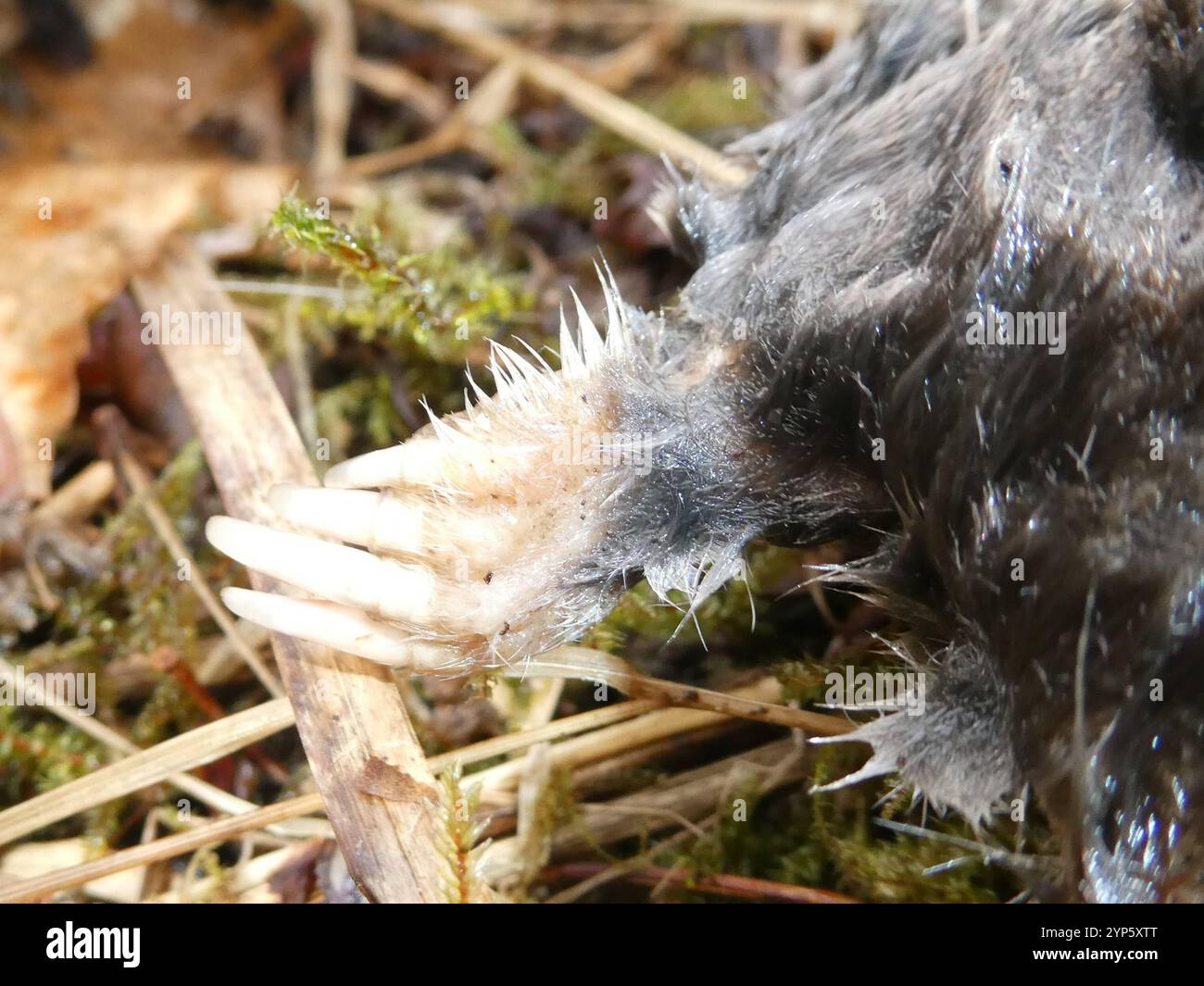Hairy-tailed Mole (Parascalops breweri Stock Photo - Alamy