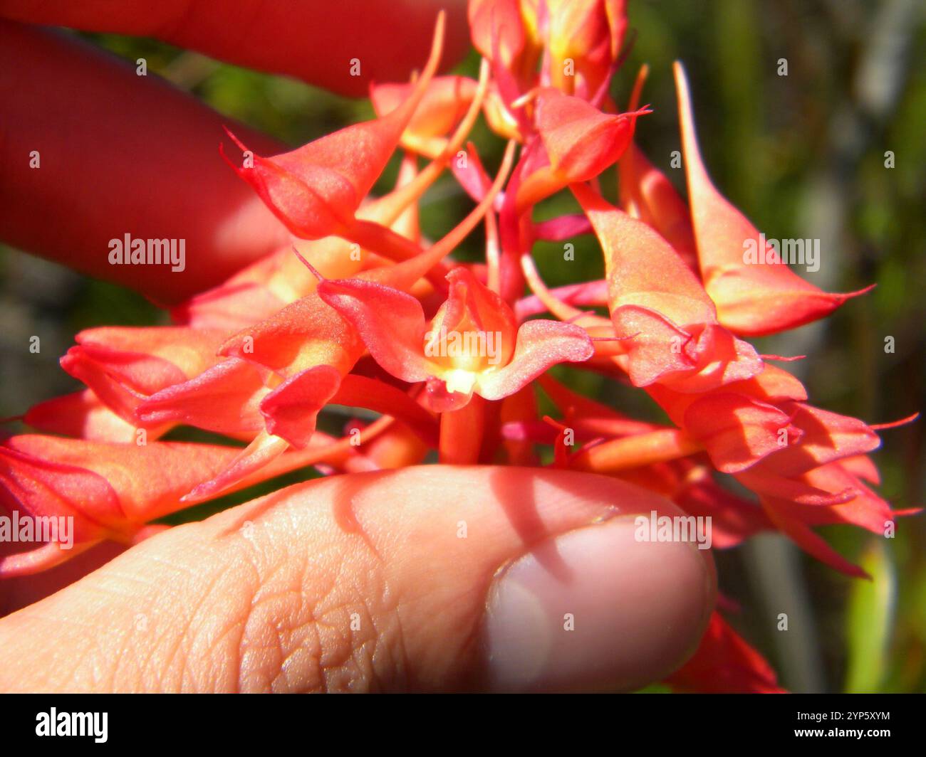 Cluster Disa (Disa ferruginea Stock Photo - Alamy