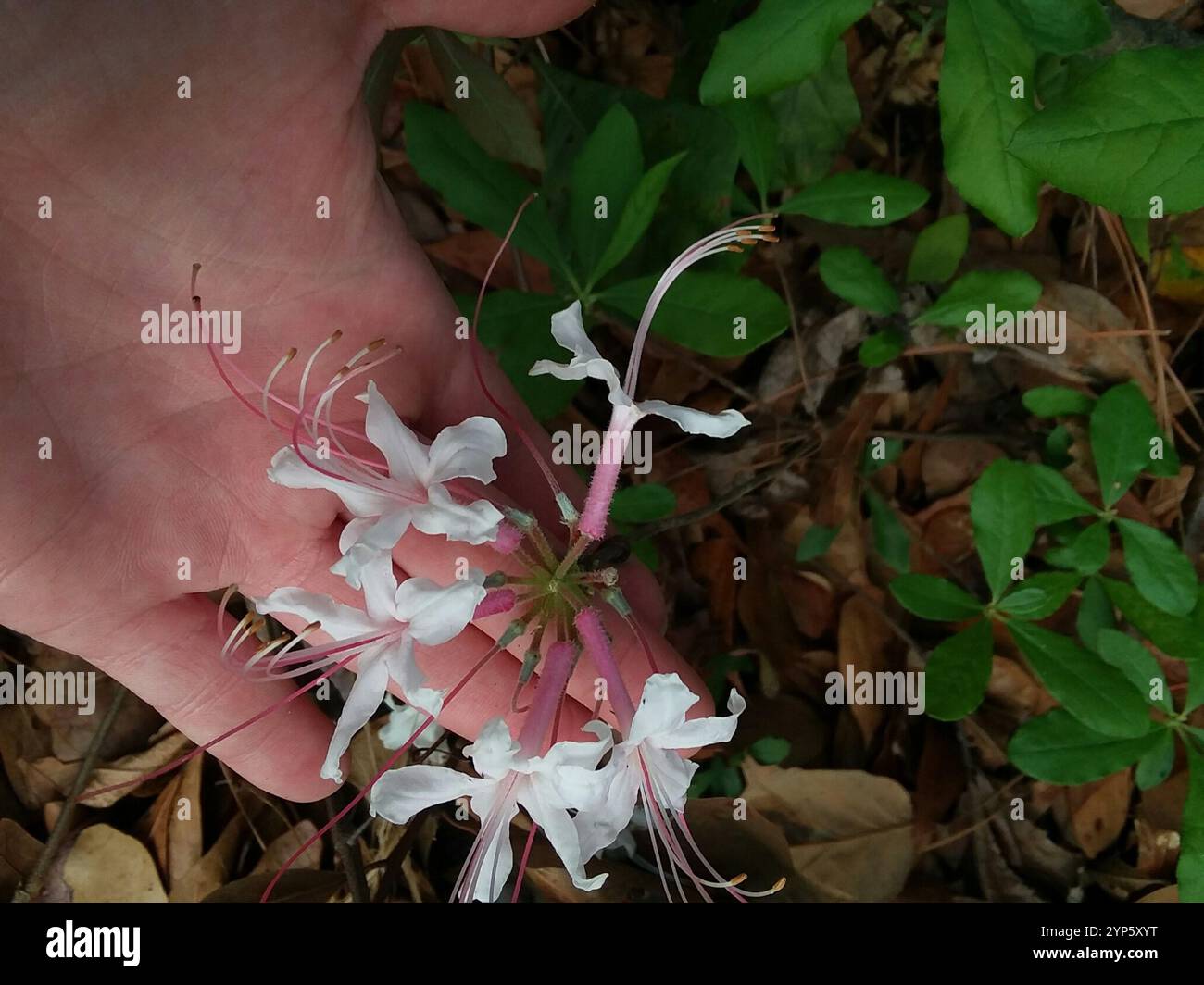 Mountain Azalea (Rhododendron canescens Stock Photo - Alamy